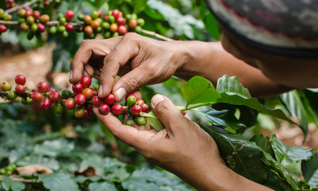 Etiopias kaffebønder merker klimaforandringene - Joh. Johannson Kaffe